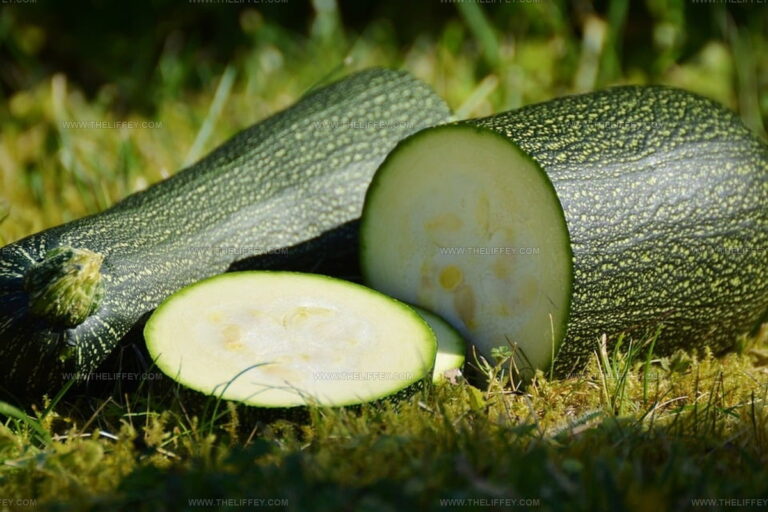 What Does Zucchini Taste Like? Mild Veggie With Hidden Charm - The Liffey